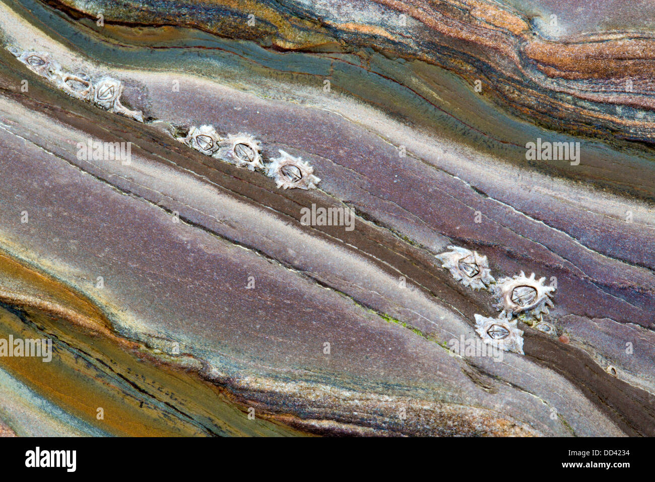 Barnacles hi-res stock photography and images - Alamy