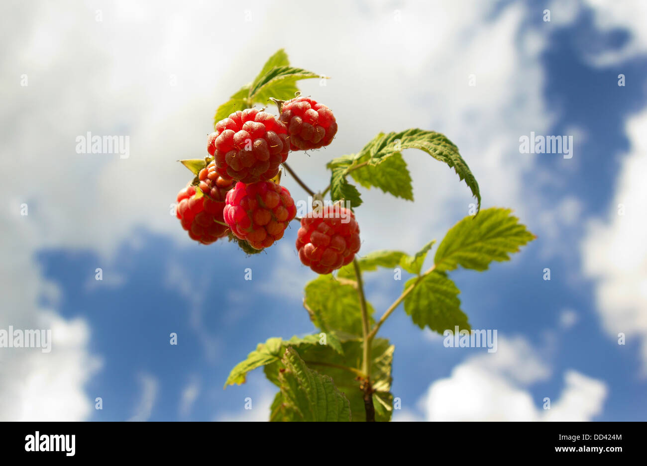 Raspberries growing hi-res stock photography and images - Alamy