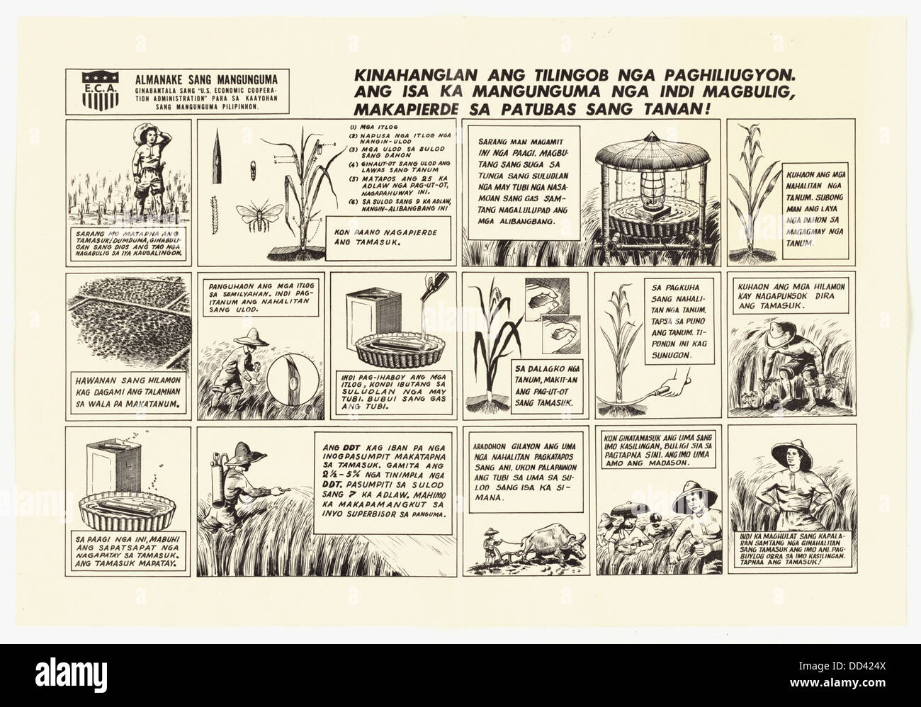 Reducing borer infestation of rice hi-res stock photography and images ...