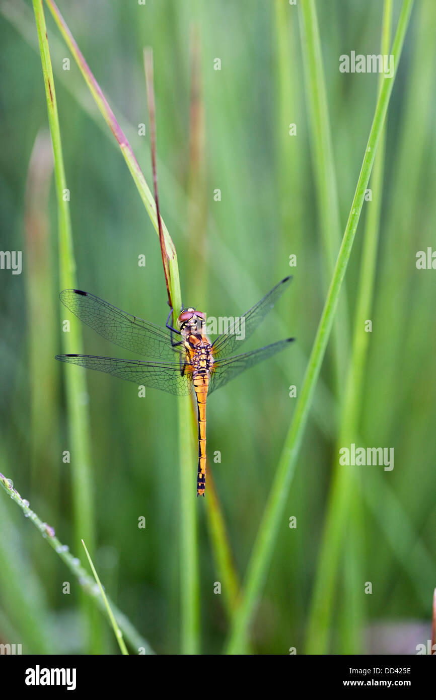 Black Darter Dragonfly; Sympetrum danae; Female; Cornwall; UK Stock ...