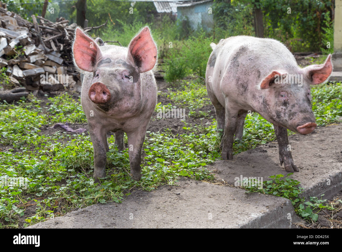 Pig walking hi-res stock photography and images - Alamy