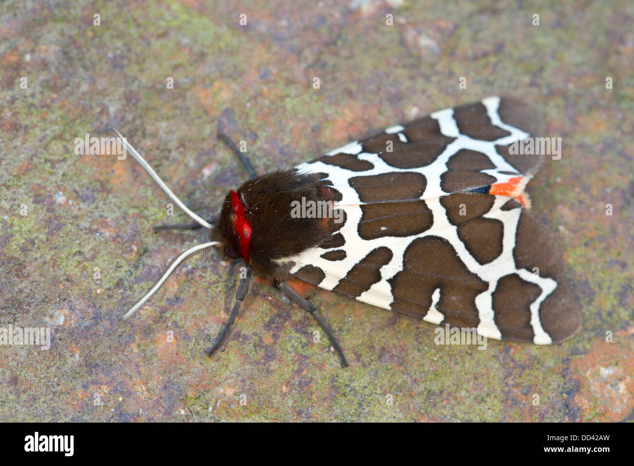 Tiger moth hi-res stock photography and images - Alamy