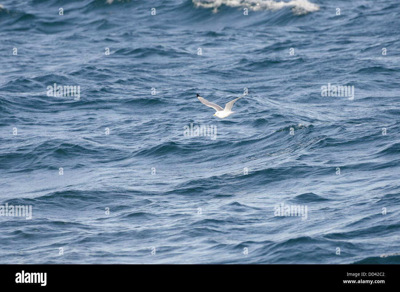 Atlantic sea birds hi-res stock photography and images - Alamy