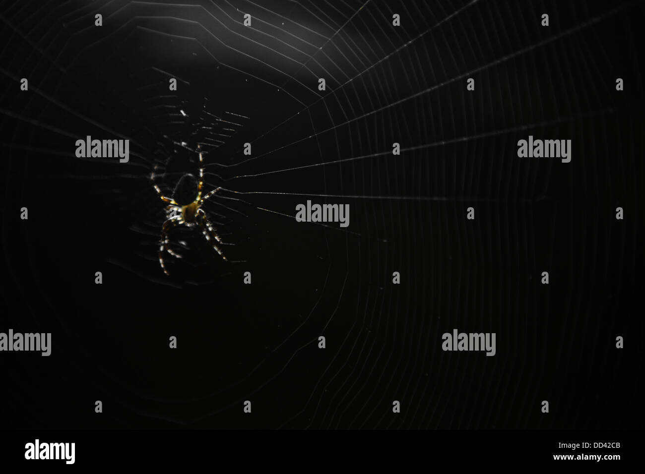 Picture of a spider web in the dark Stock Photo - Alamy