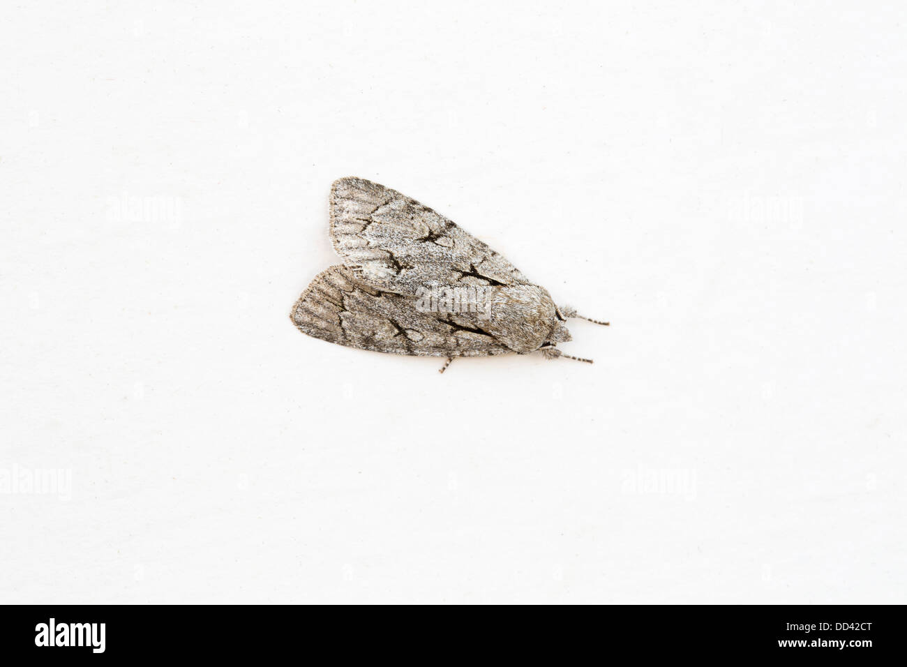 Grey Dagger Moth; Acronicta psi; female; Summer; UK Stock Photo - Alamy