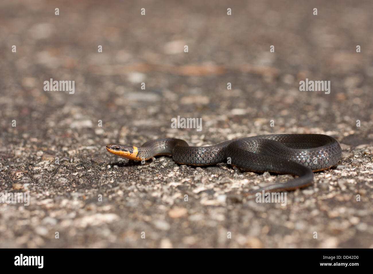 Southern ring neck snake hi-res stock photography and images - Alamy