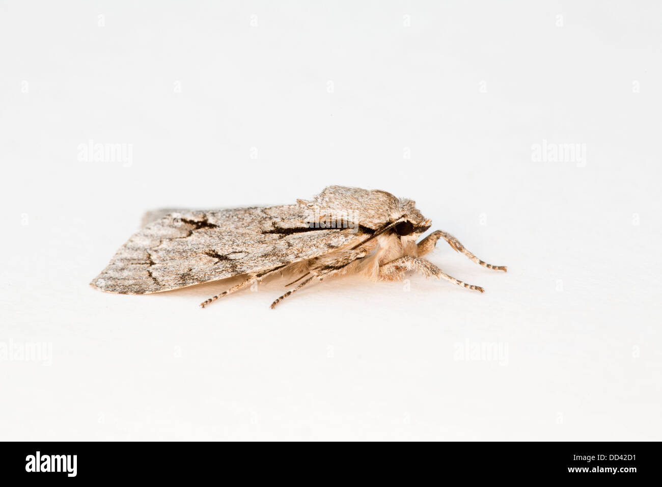 Grey Dagger Moth; Acronicta psi; female; Summer; UK Stock Photo - Alamy