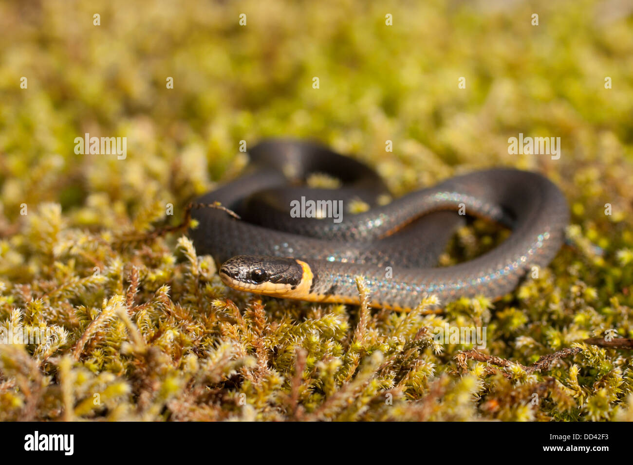 Southern ringneck snake on green carpet moss - Diadophis punctatus ...