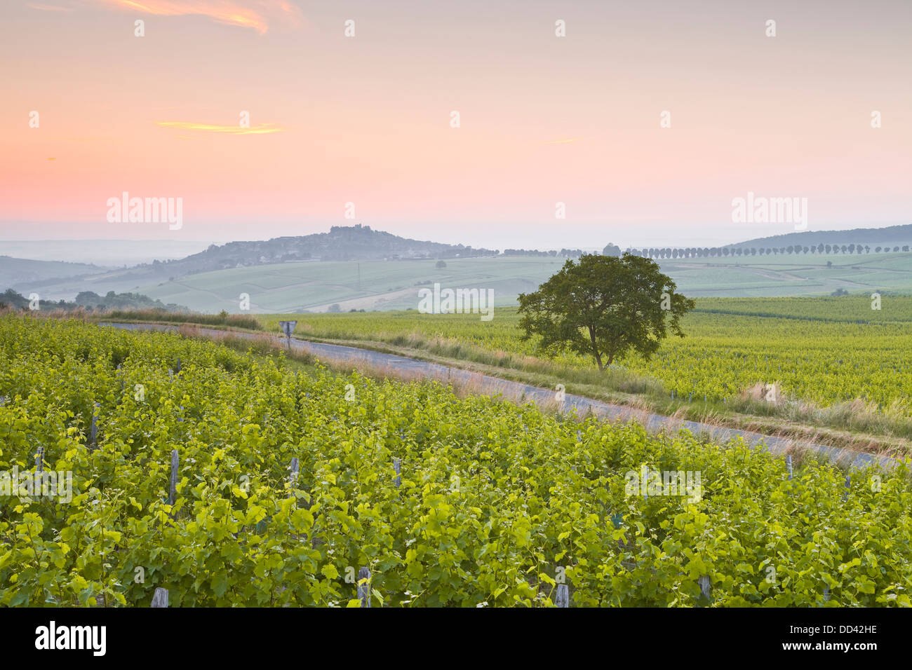 The vineyards of Sancerre in the Loire Valley of France Stock Photo - Alamy