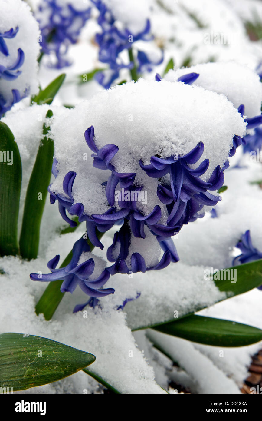 Hyacinth family hi-res stock photography and images - Alamy