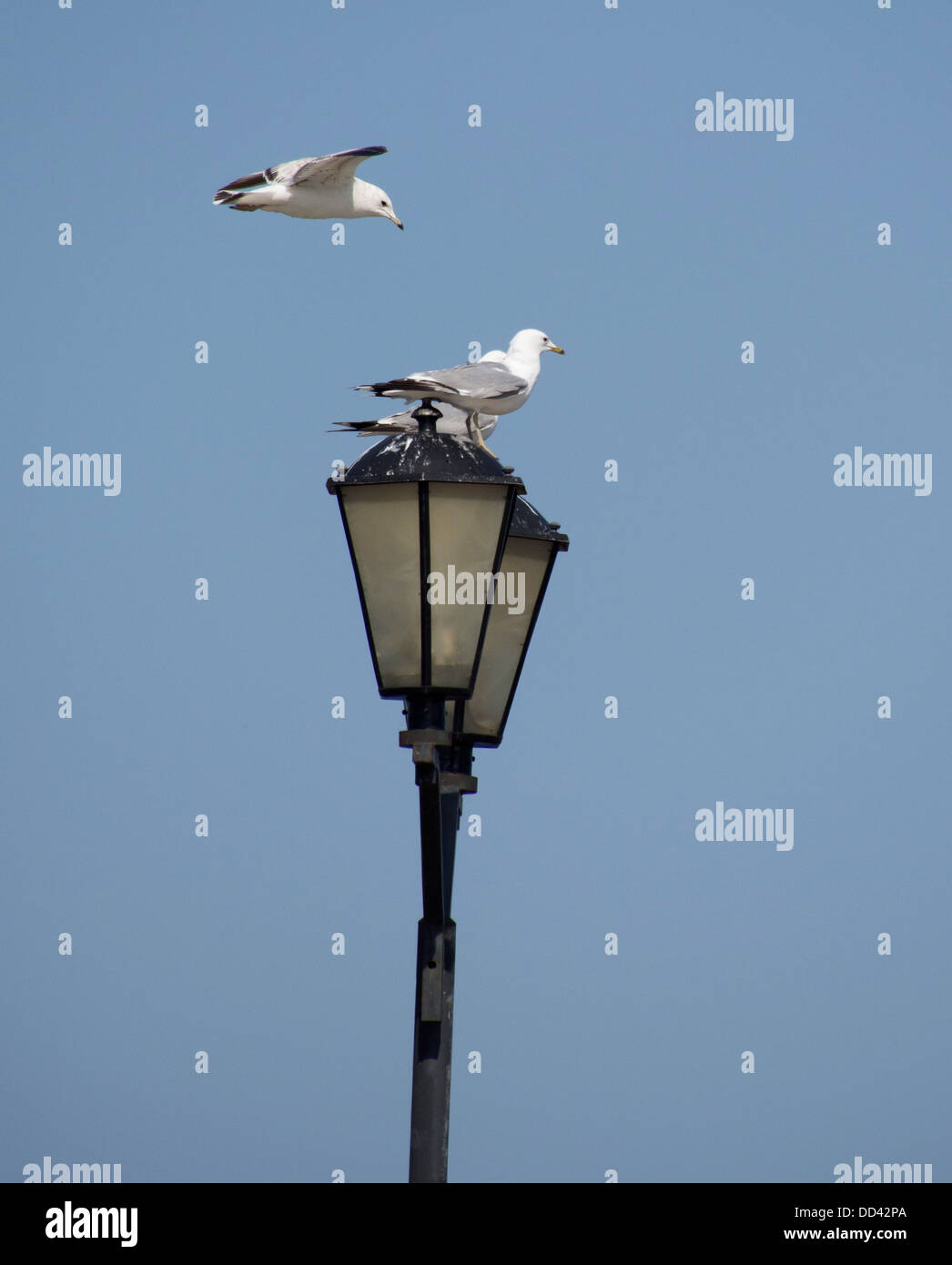 seagulls on lantern Stock Photo - Alamy