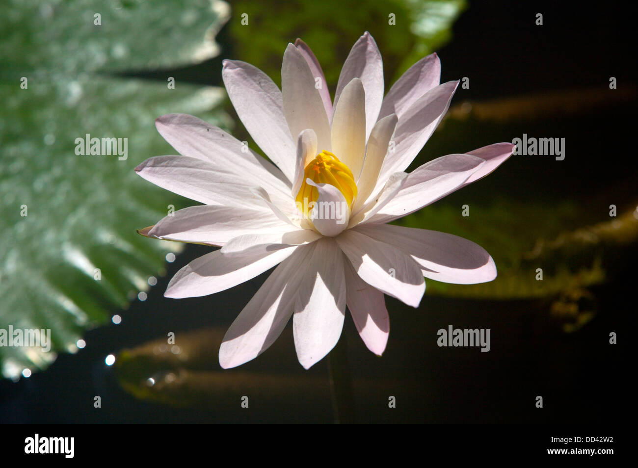 one white water lily and a lilypad Stock Photo - Alamy