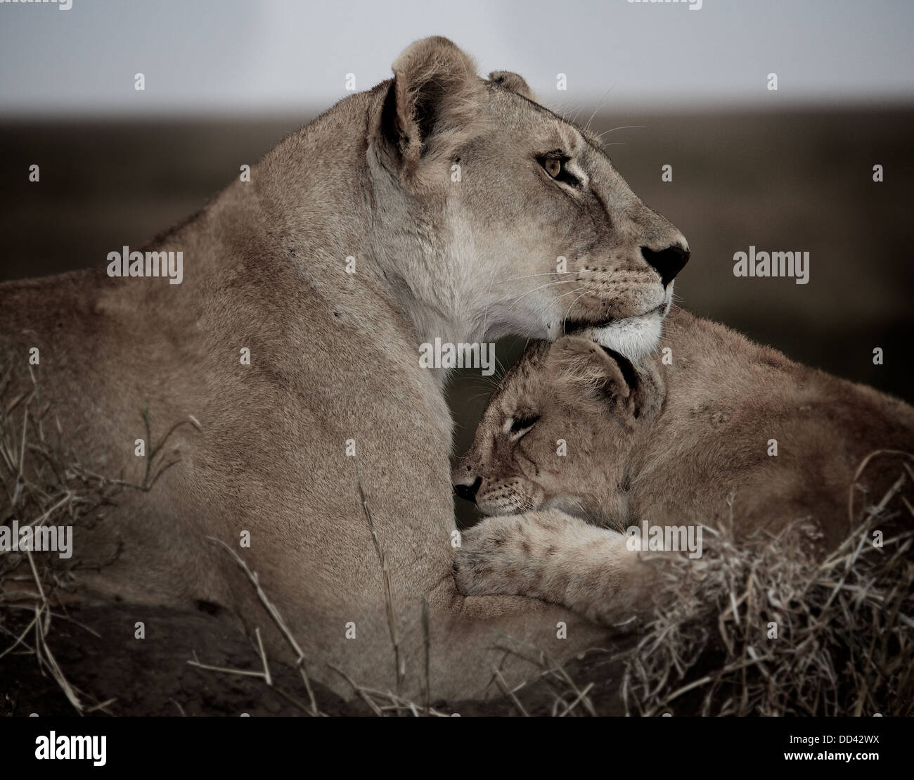 Lion cubs mother hi-res stock photography and images - Alamy