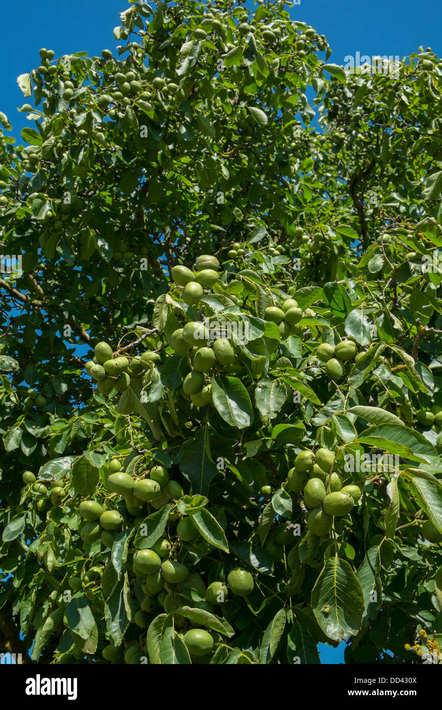 Walnut tree hi-res stock photography and images - Alamy