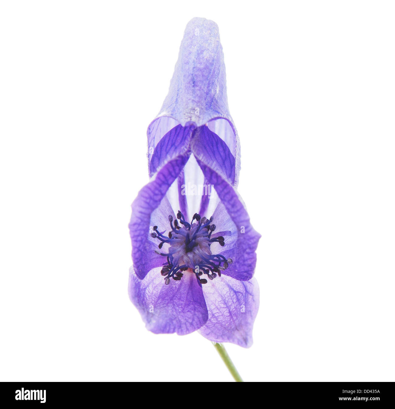 Aconitum napellus on a white background Stock Photo - Alamy