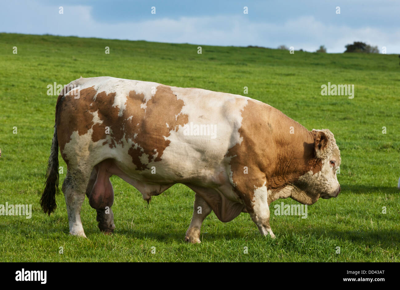Lone Cow In A Field; Northumberland, England Stock Photo - Alamy