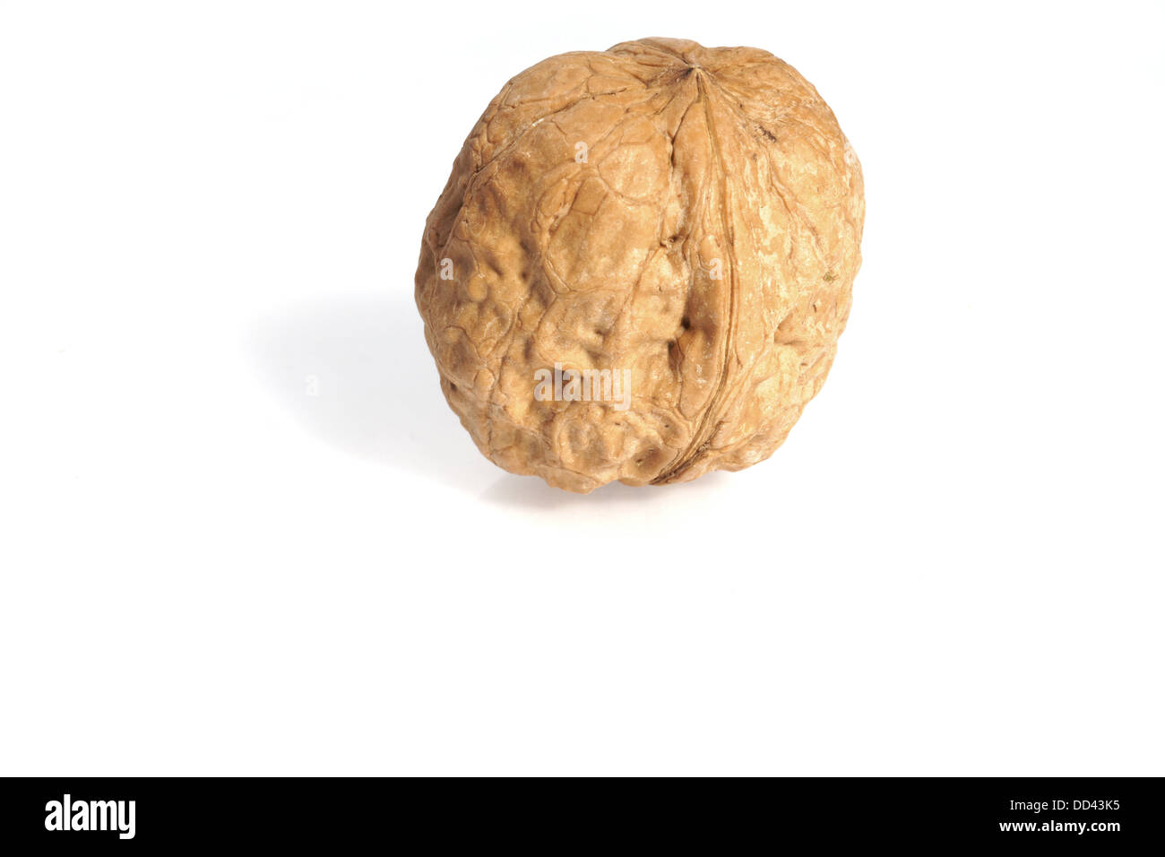 Nut fruit of the walnut tree Cut Out Stock Images & Pictures - Alamy