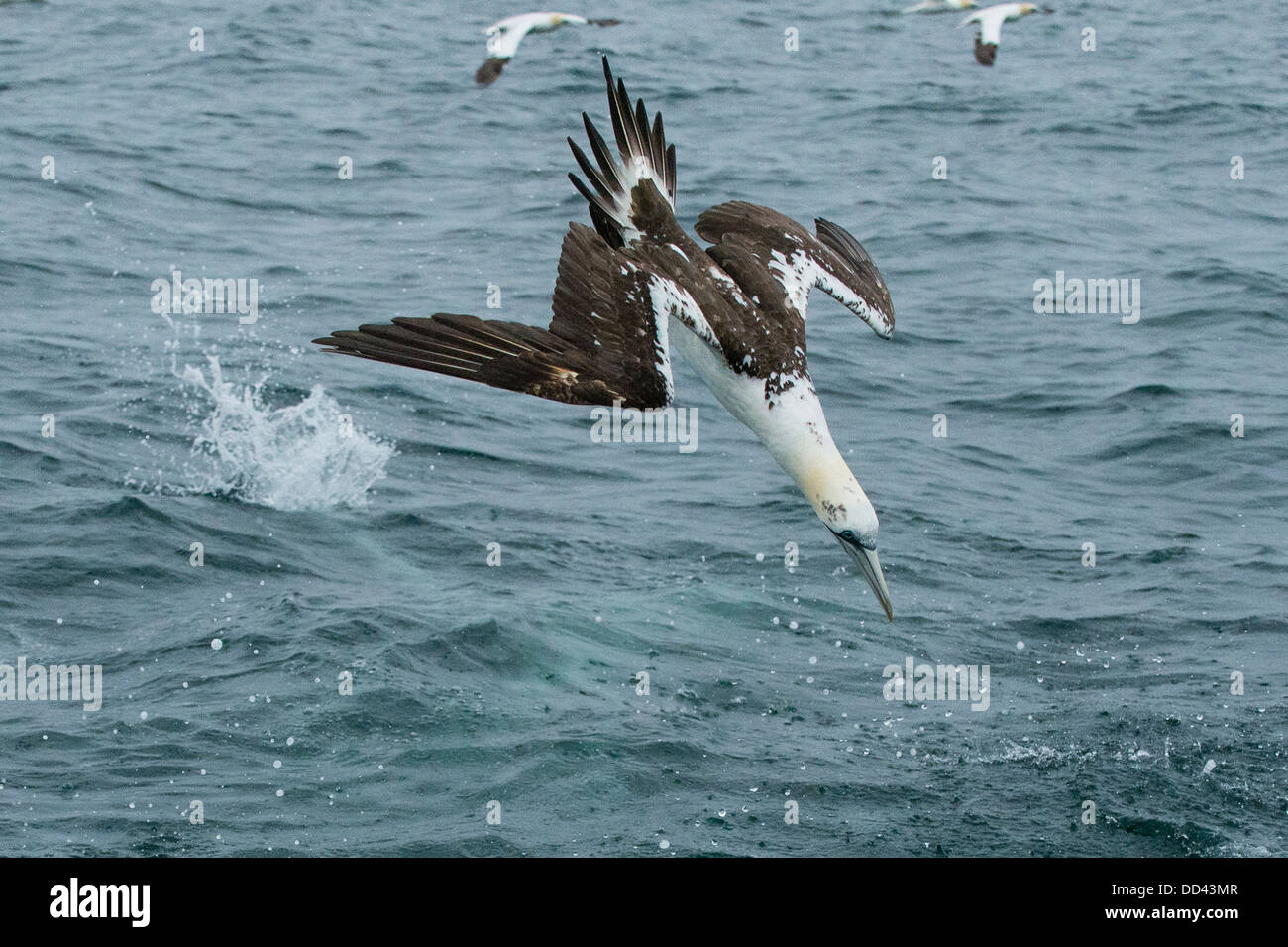 A young Gannet diving on a shoal of fish Stock Photo - Alamy