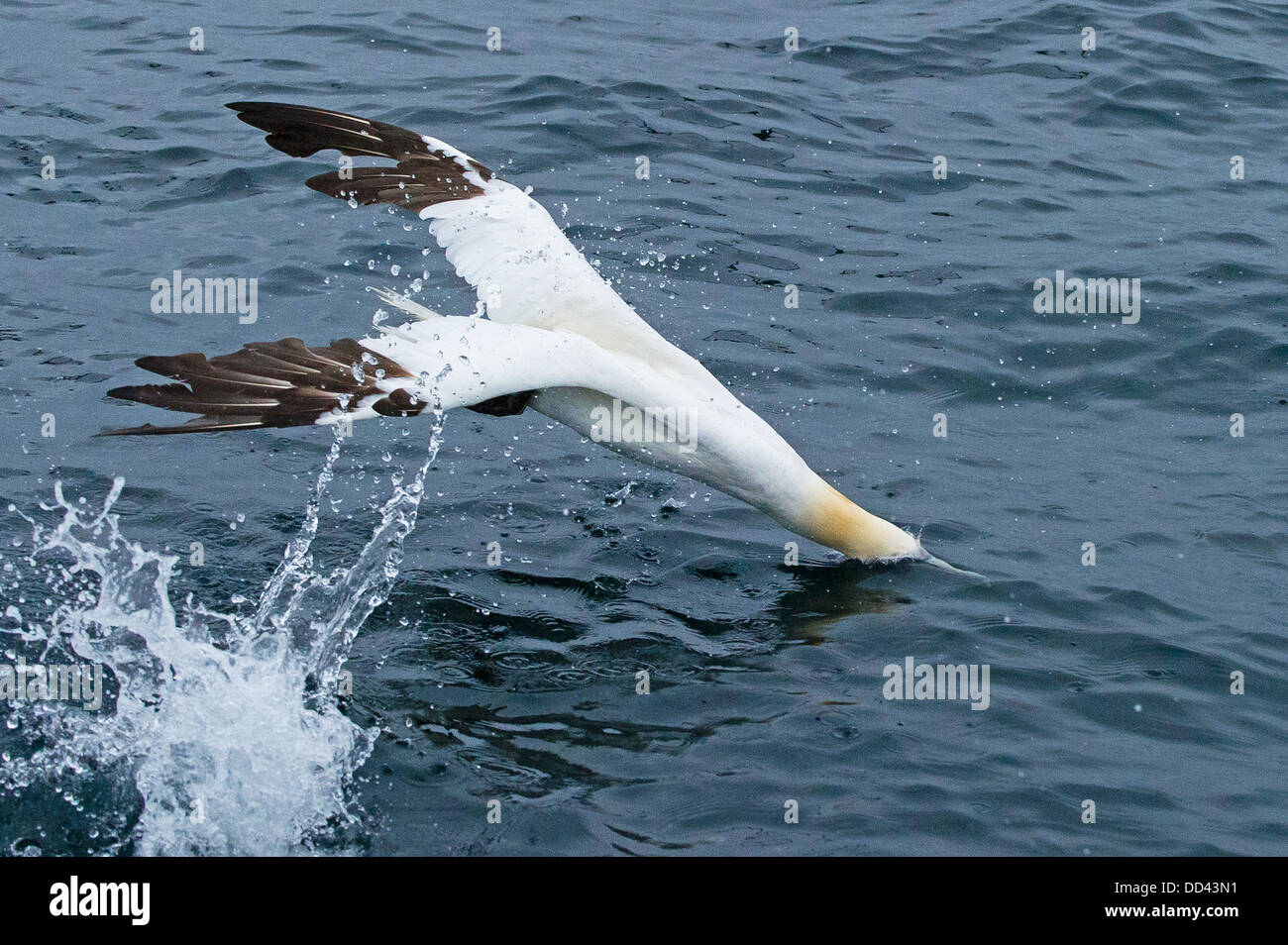 A Gannet entering the water during a dive for fish Stock Photo - Alamy
