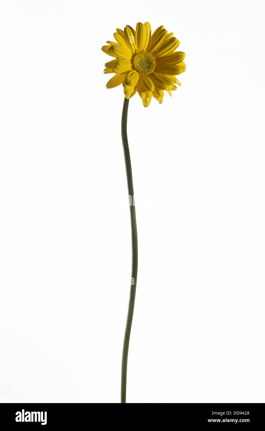 Flower And Stem White Background