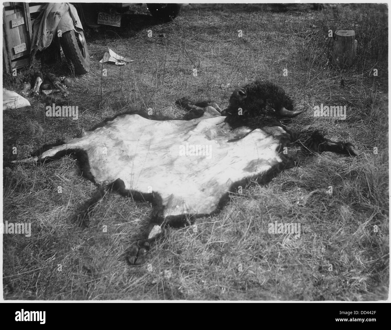 A taxidermist begins the process of mounting an animal skin for display ...