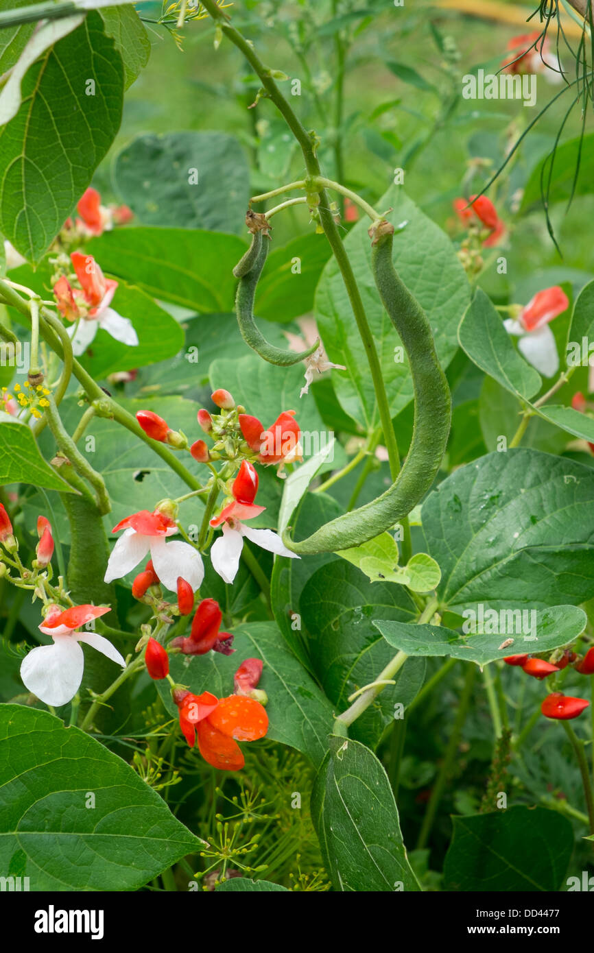 Dwarf beans growing hi-res stock photography and images - Alamy