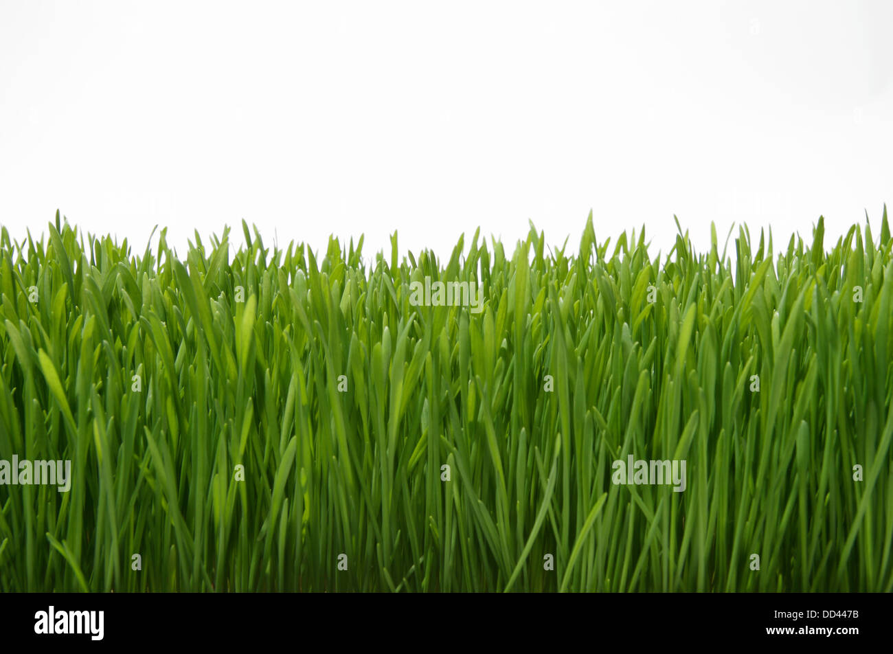 Fragile grass hi-res stock photography and images - Alamy