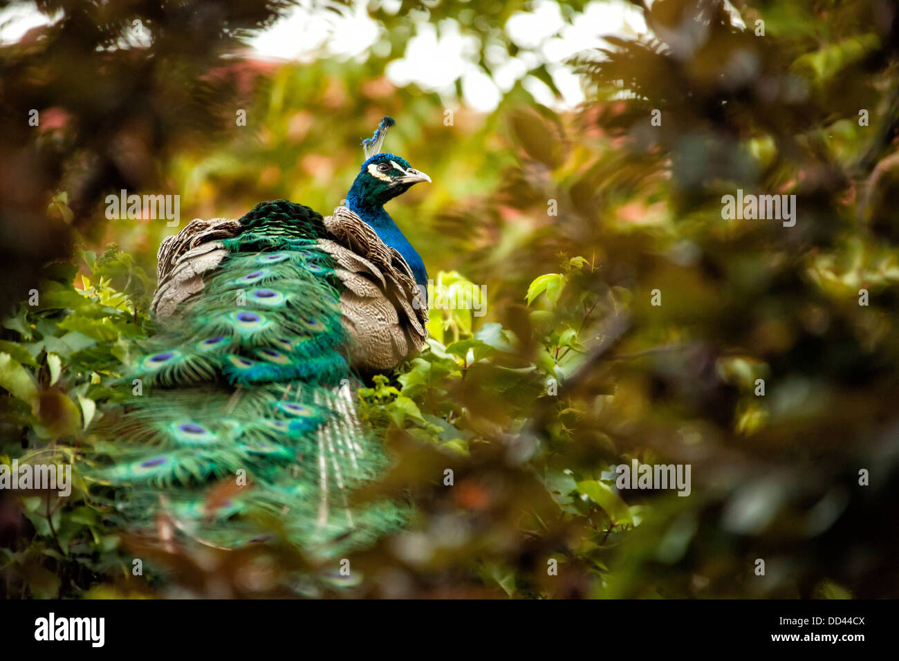 Peacock Fly High Resolution Stock Photography and Images - Alamy