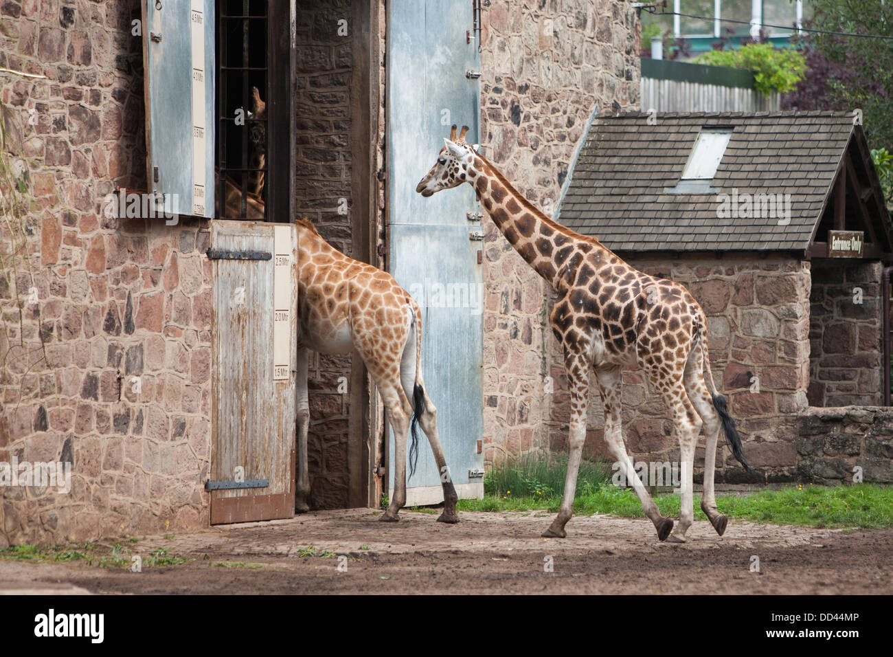 Giraffe (Giraffa camelopardalis) at Chester Zoo Stock Photo - Alamy