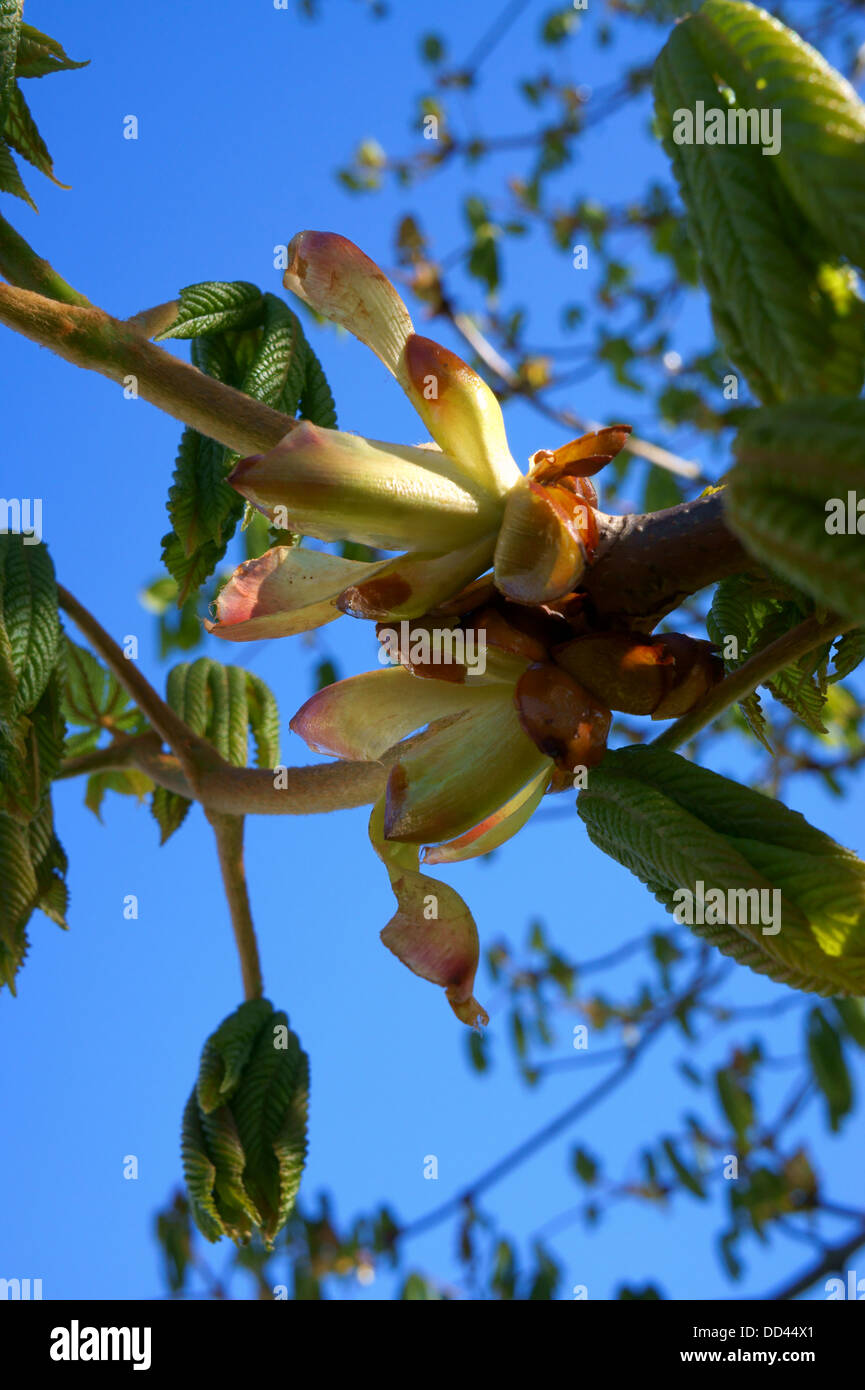 Close-up of Sticky Buds Conkers forming on Horse Chestnut Tree ...