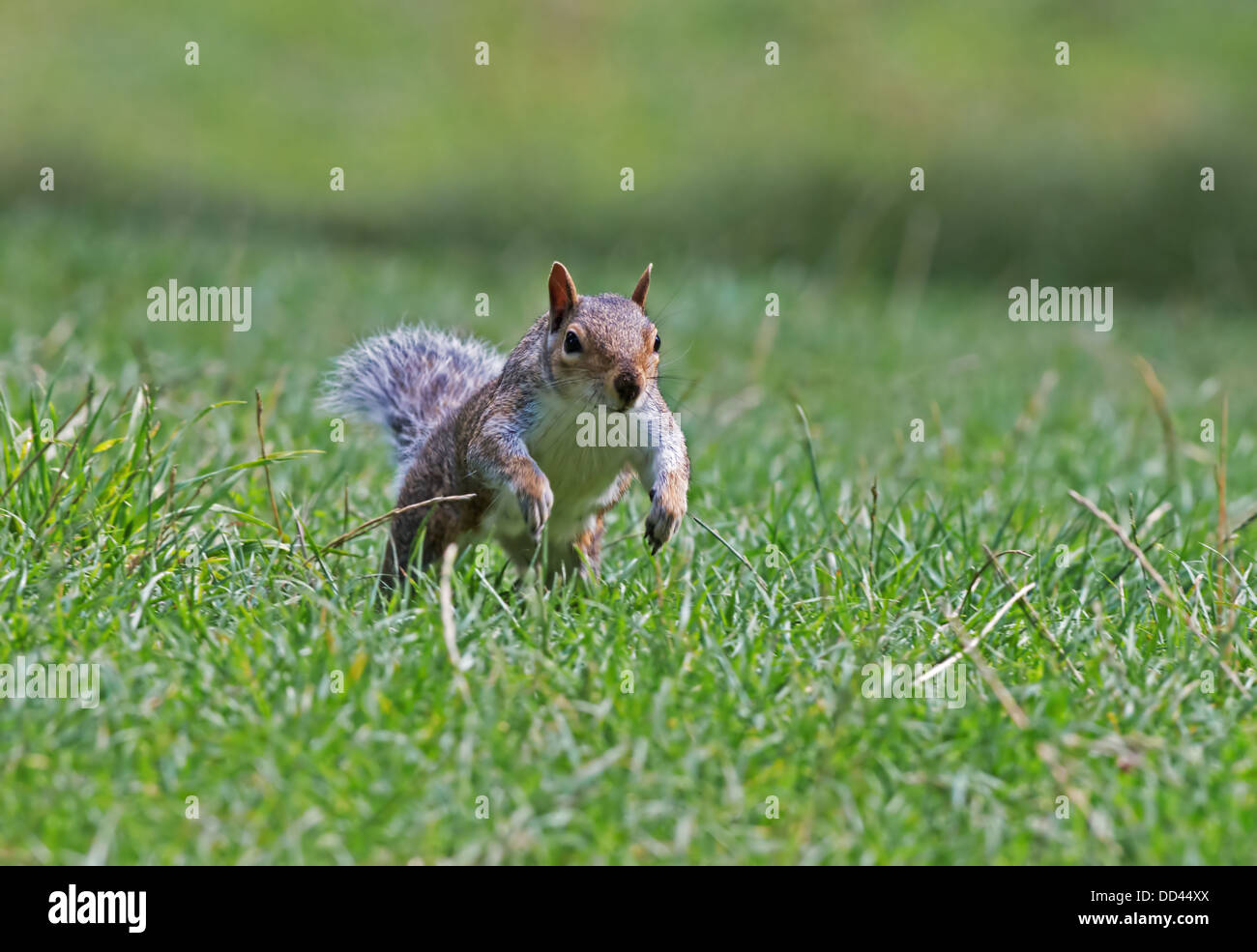 Squirrel Runs