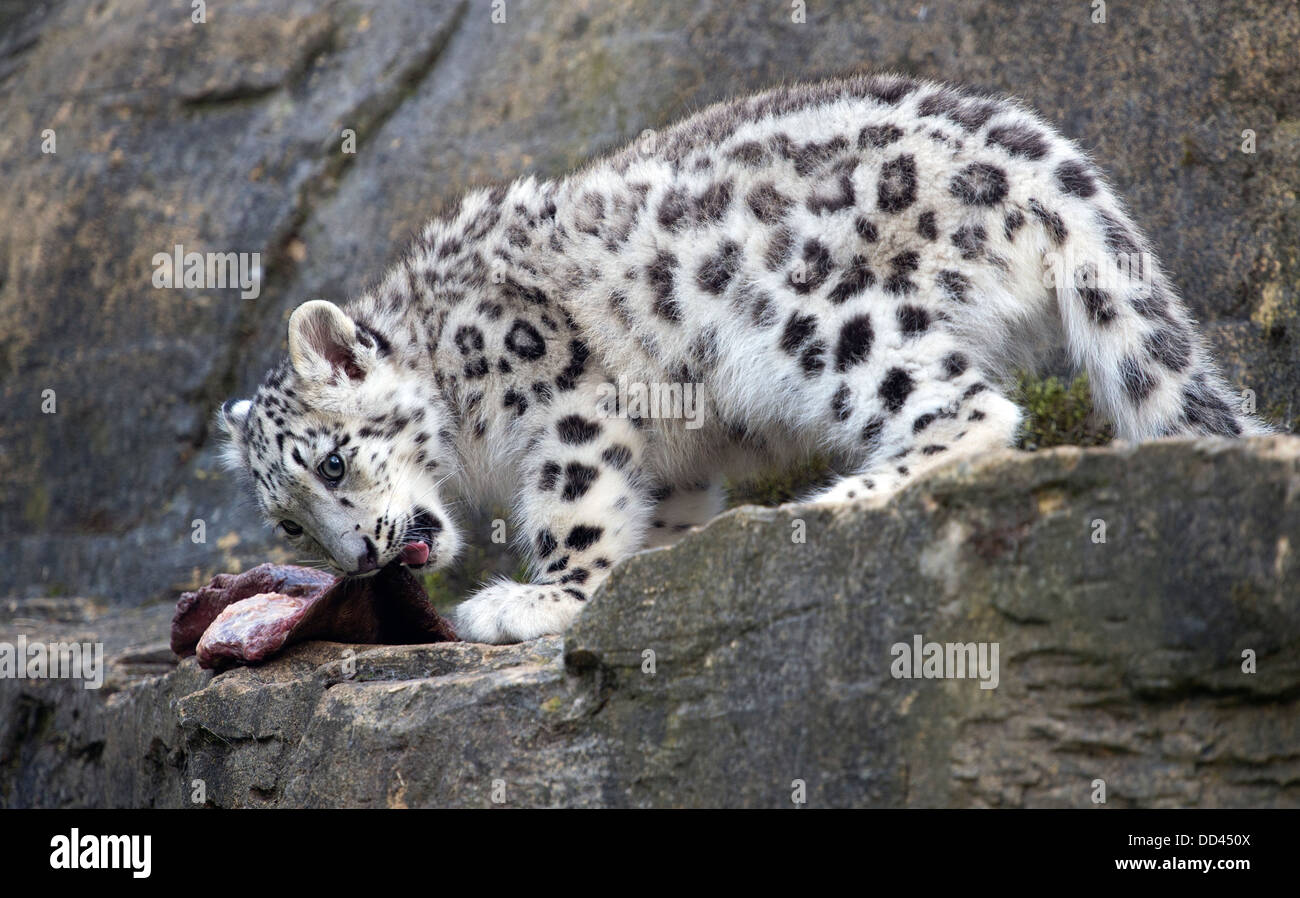 Panthera uncia eat hi-res stock photography and images - Alamy