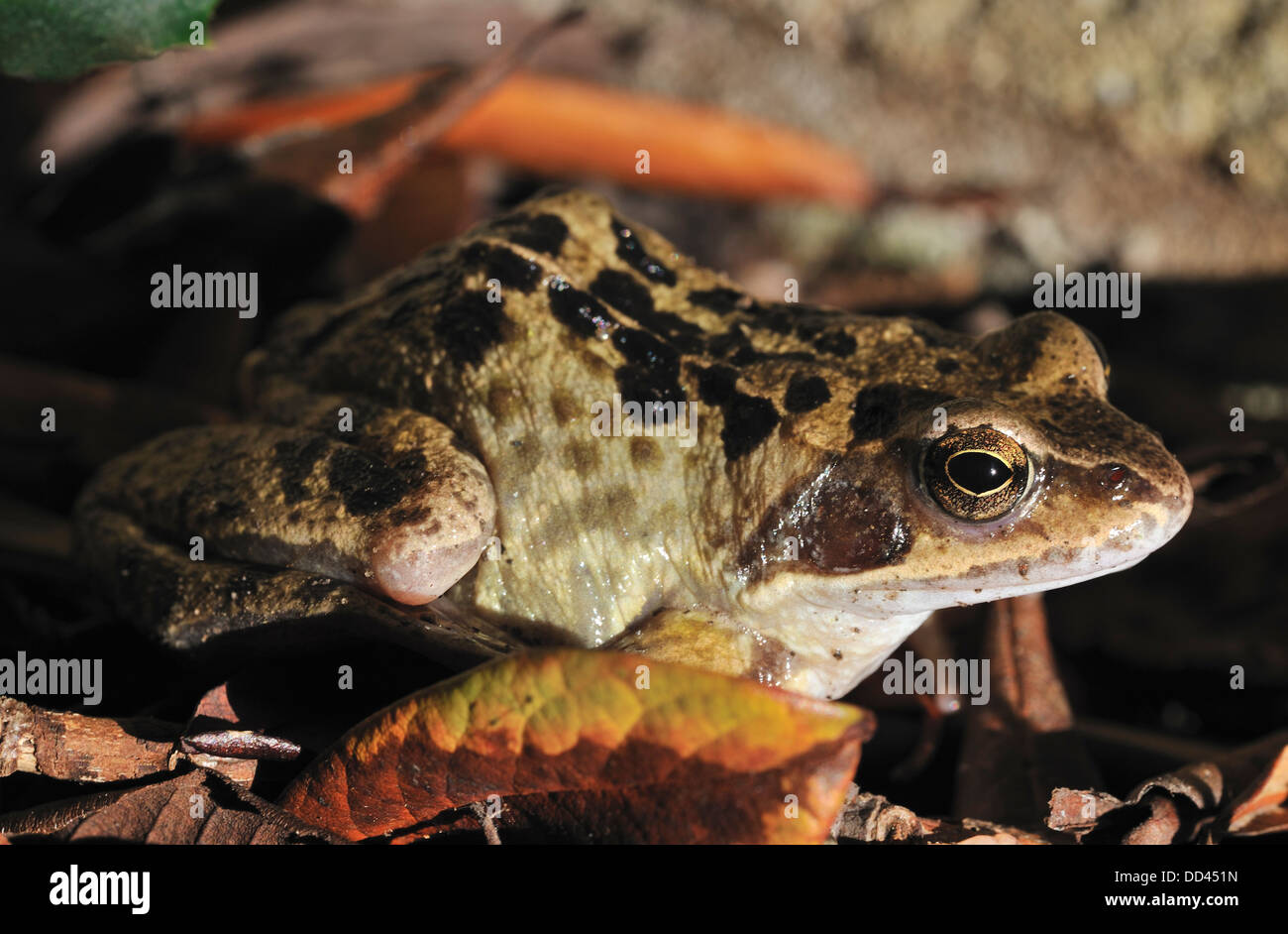 Common frog uk hi-res stock photography and images - Alamy