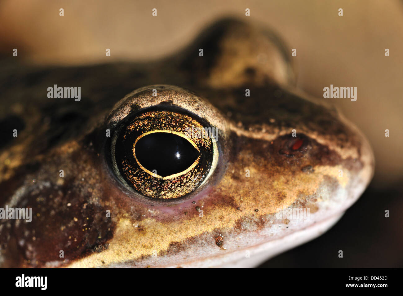 Common frog uk hi-res stock photography and images - Alamy