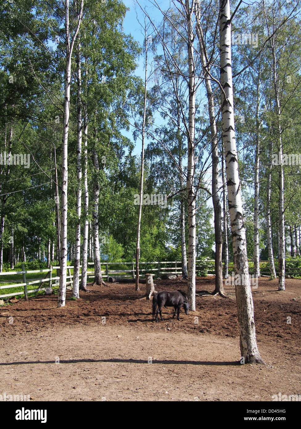 horse in the birch forest Stock Photo - Alamy