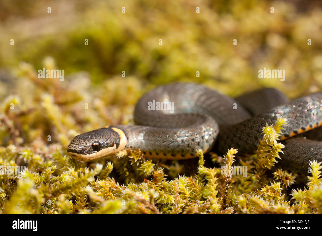 Southern ringneck snake on green carpet moss - Diadophis punctatus ...