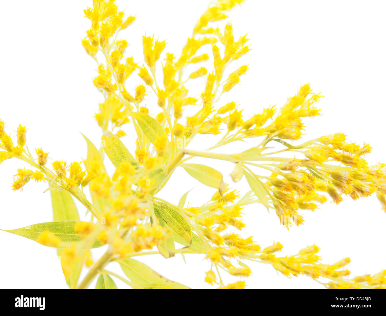 goldenrod flower on a white background Stock Photo - Alamy