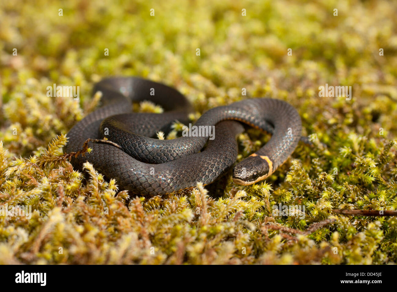 Southern ringneck snake on green carpet moss - Diadophis punctatus ...