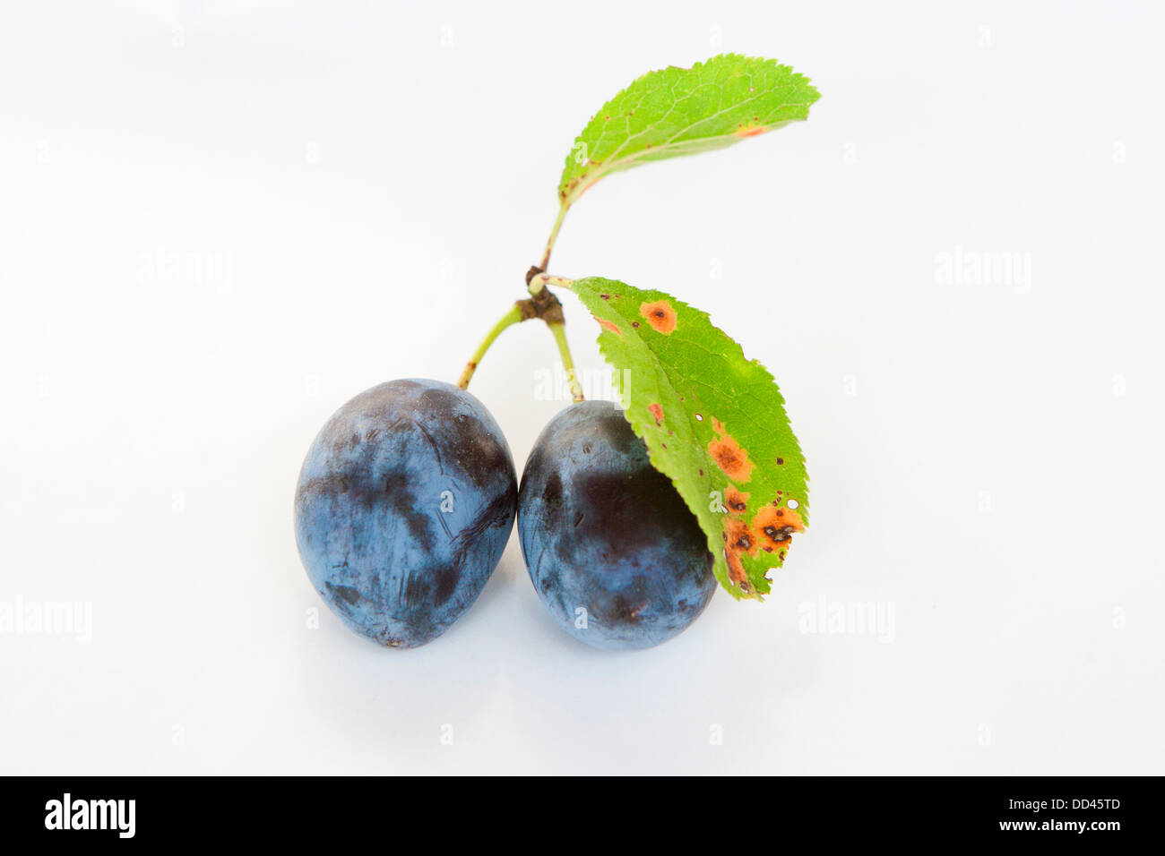 Two plums hi-res stock photography and images - Alamy