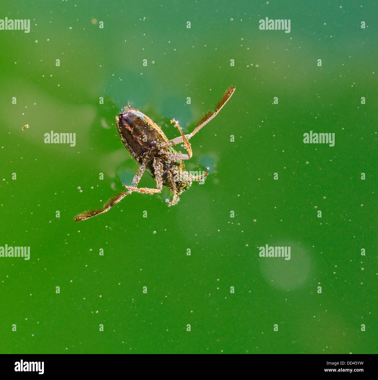 Backswimmer, Notonecta glauca, UK Stock Photo - Alamy