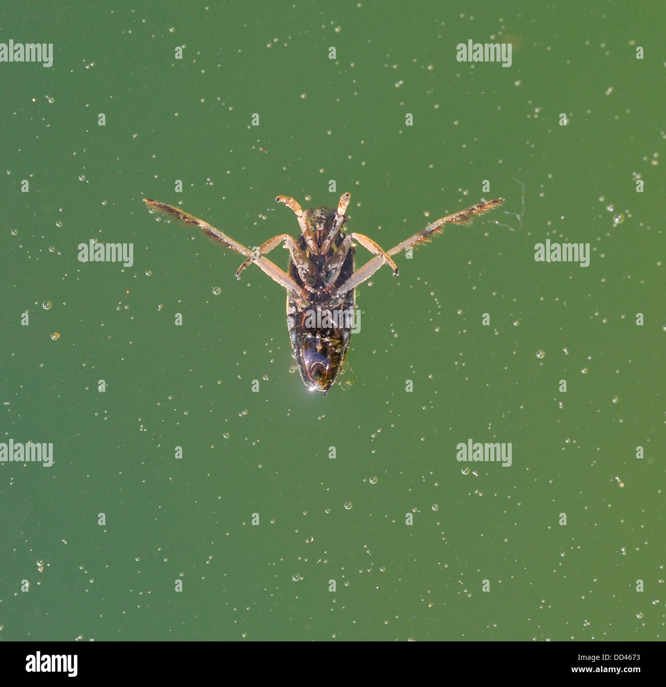 Backswimmer hi-res stock photography and images - Alamy