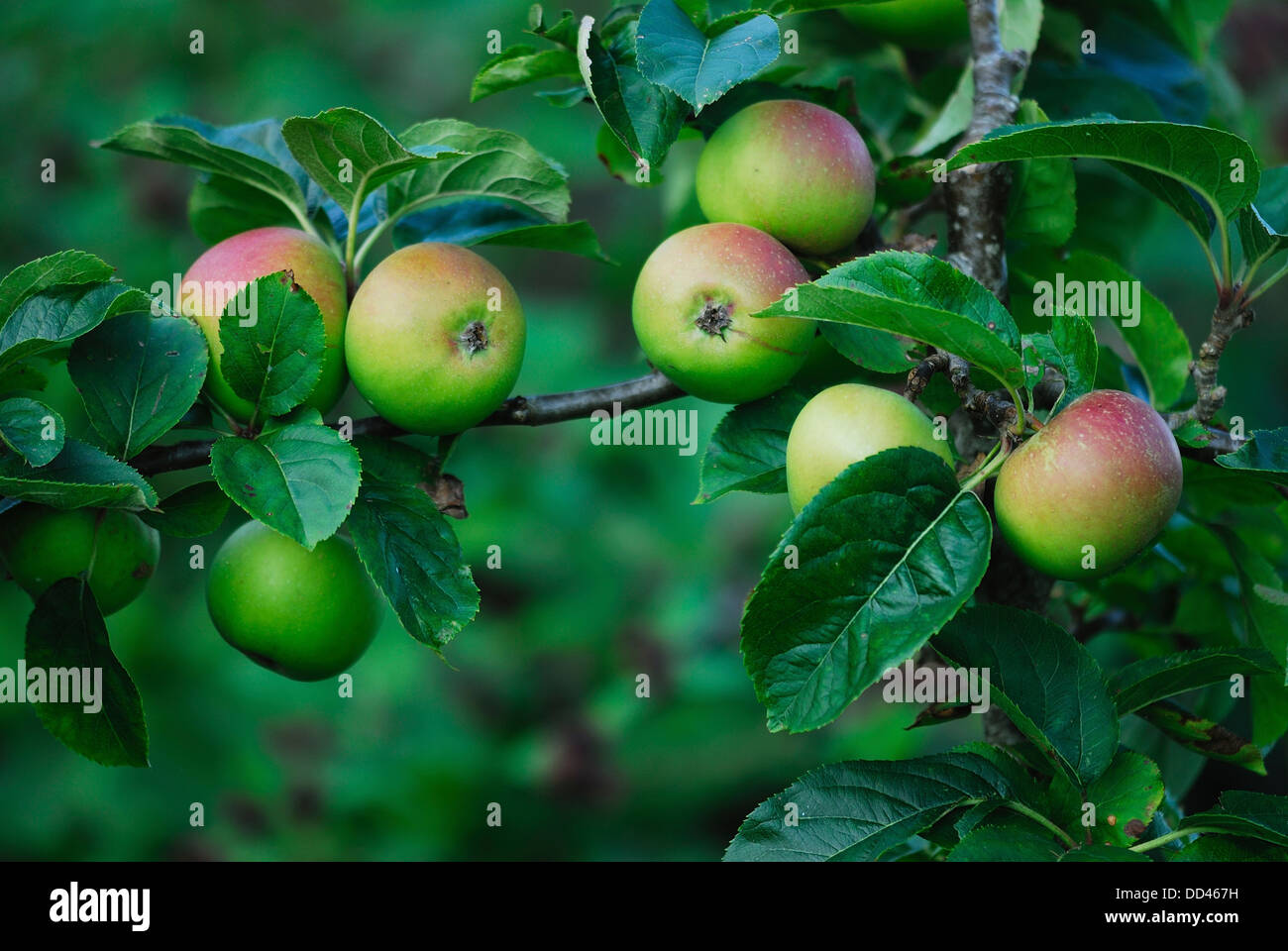 A Blenheim Orange apple tree with lots of apples Stock Photo - Alamy