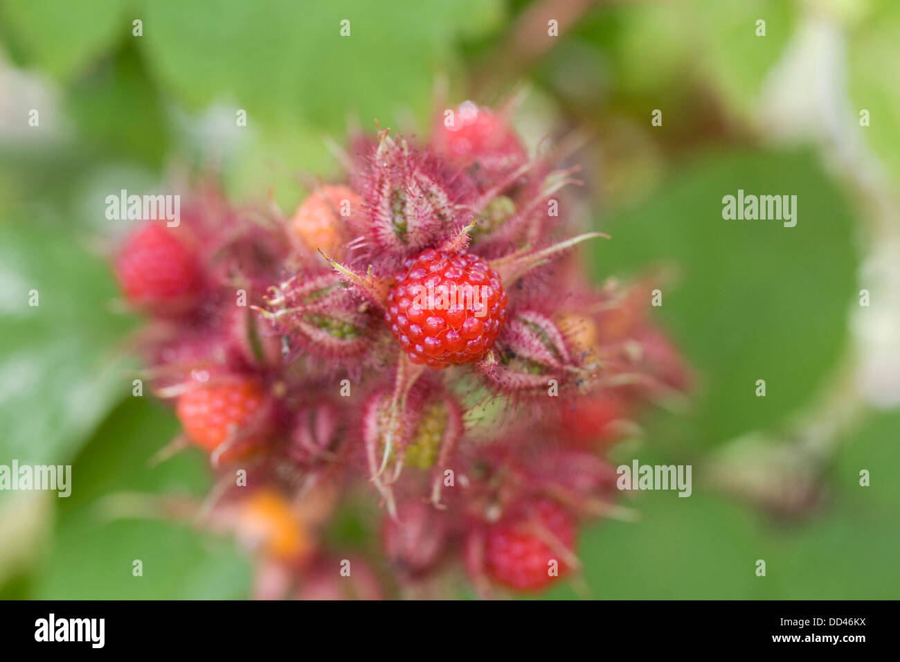 Rubus phoenicolasius. Japanese wineberry fruit portrait Stock Photo - Alamy