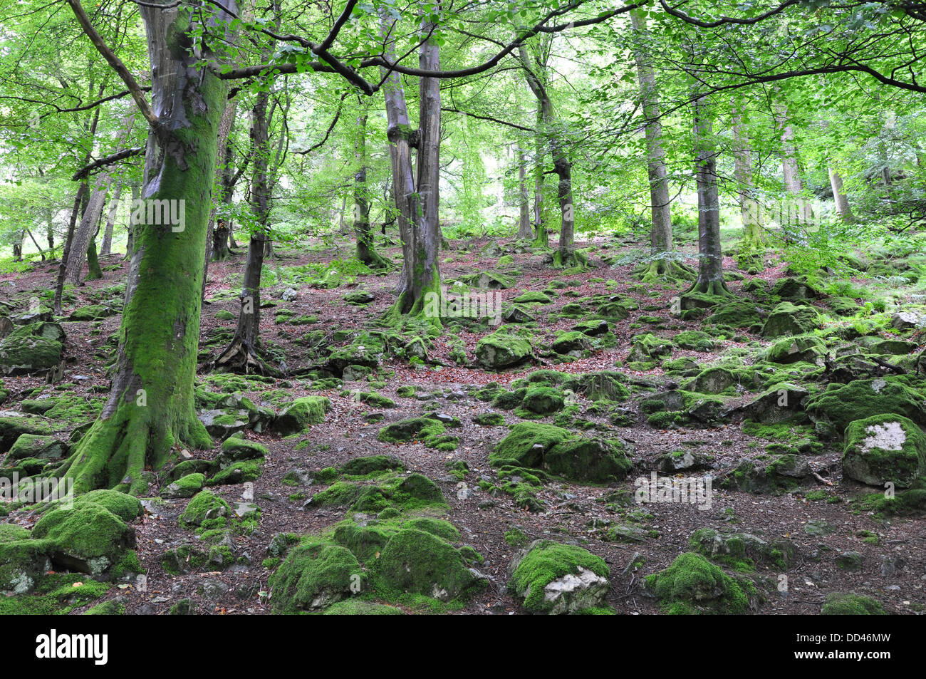 A woodland near the Pistyll Rhaeadr waterfall, North Wales Stock Photo ...