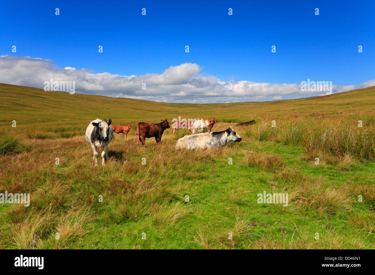 Abbotside common hi-res stock photography and images - Alamy