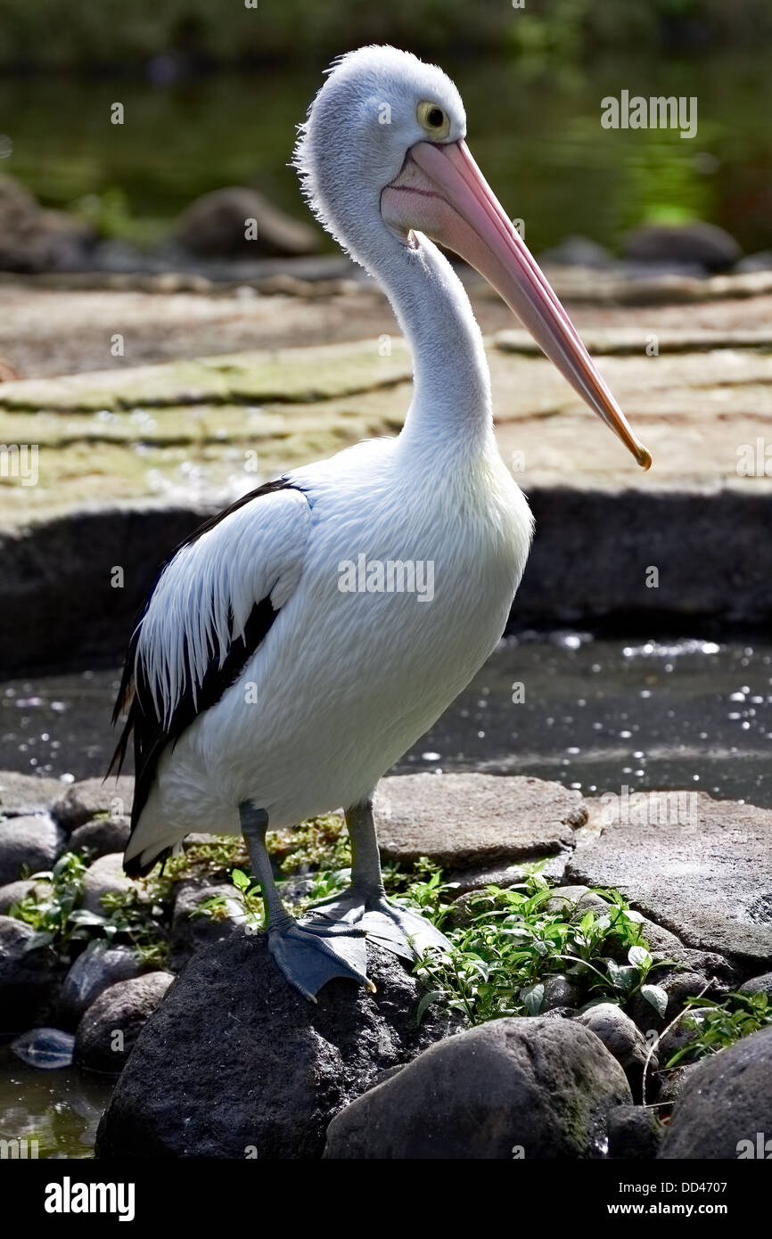 Australian Pelican (Pelecanus conspicillatus), Bali, Indonesia Stock ...
