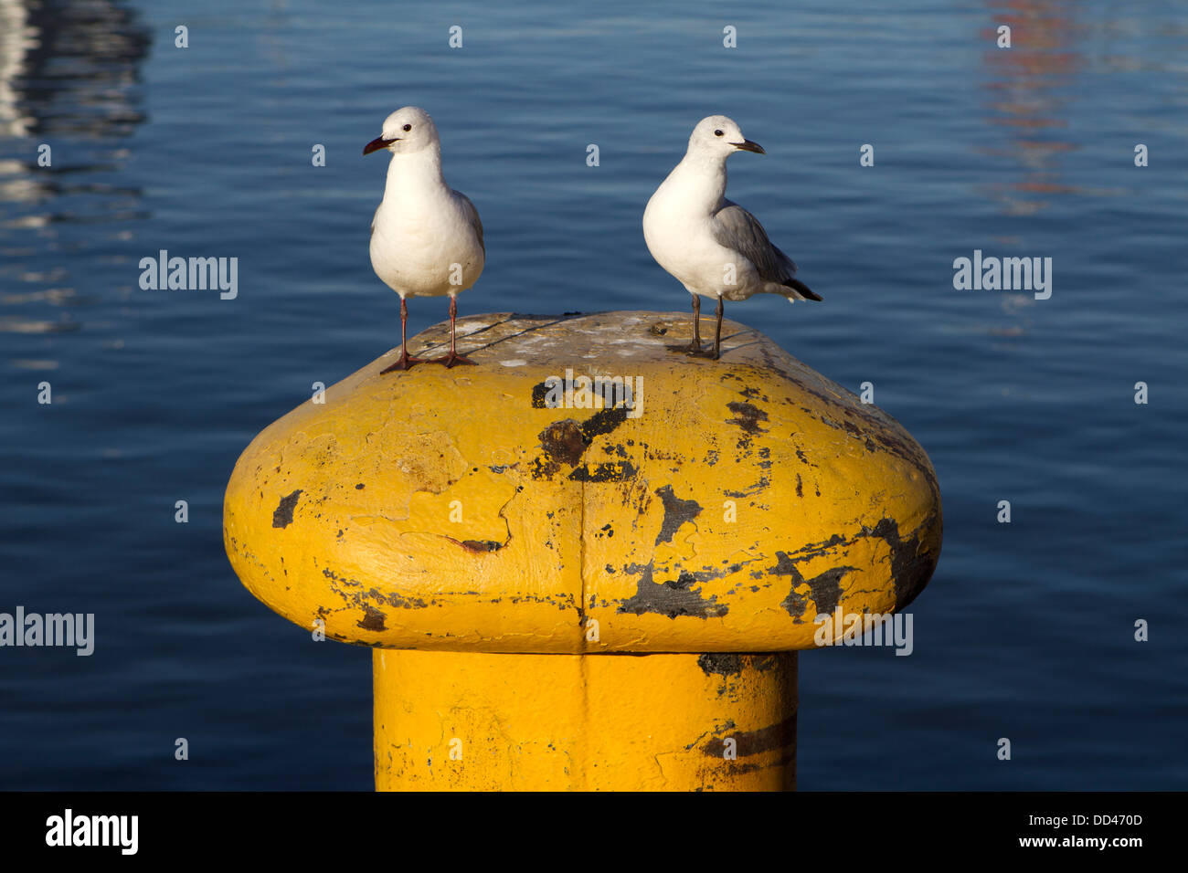 A pair of Hartlaub's Gulls Stock Photo - Alamy