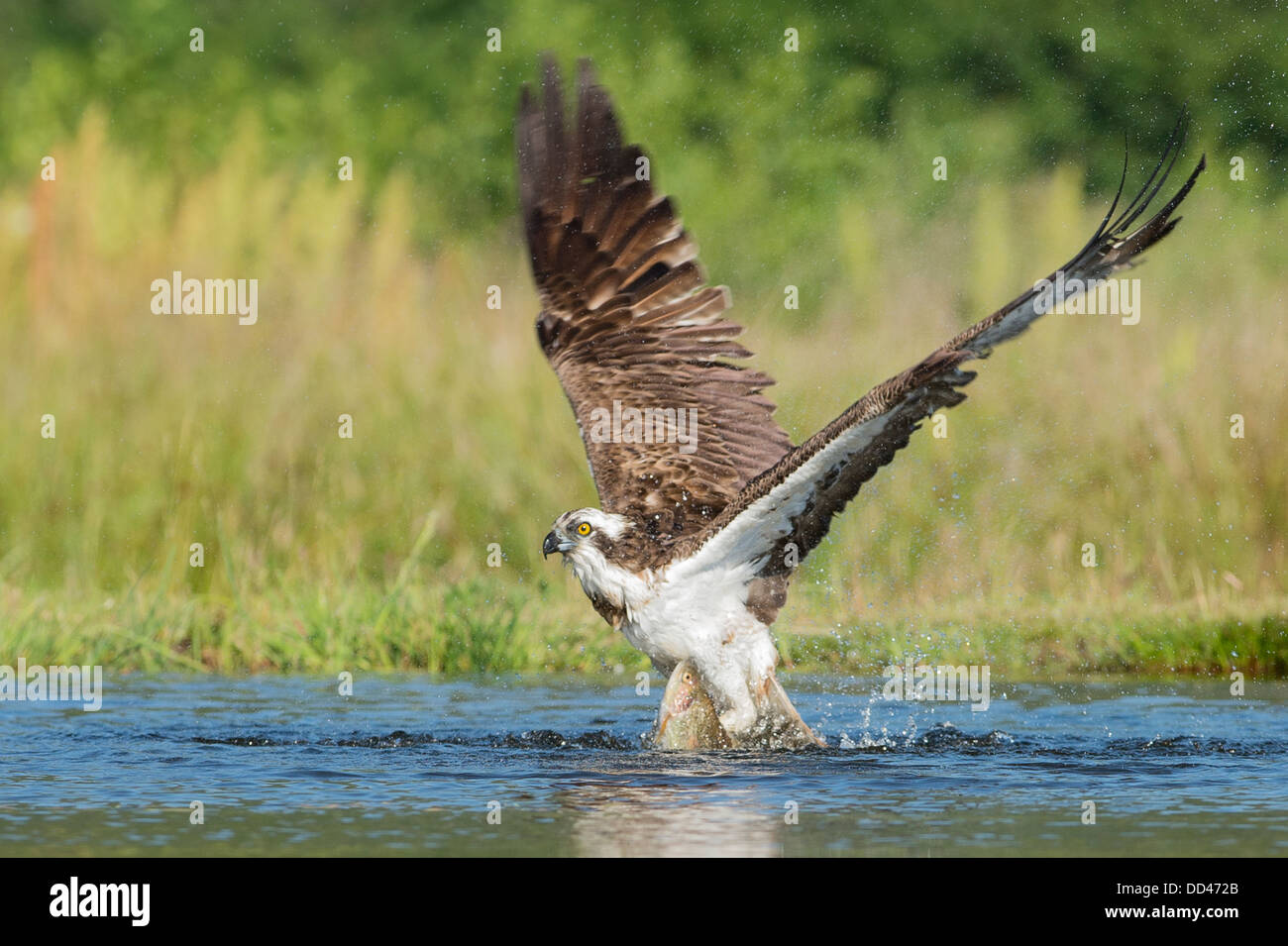 Osprey Catching Fish Sea High Resolution Stock Photography and Images ...