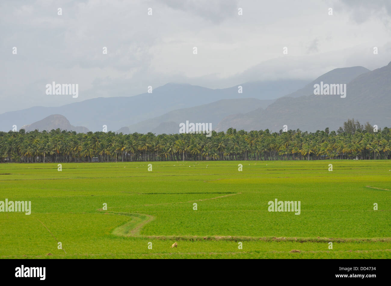 Nilgiris mountains and farms of south india Stock Photo - Alamy