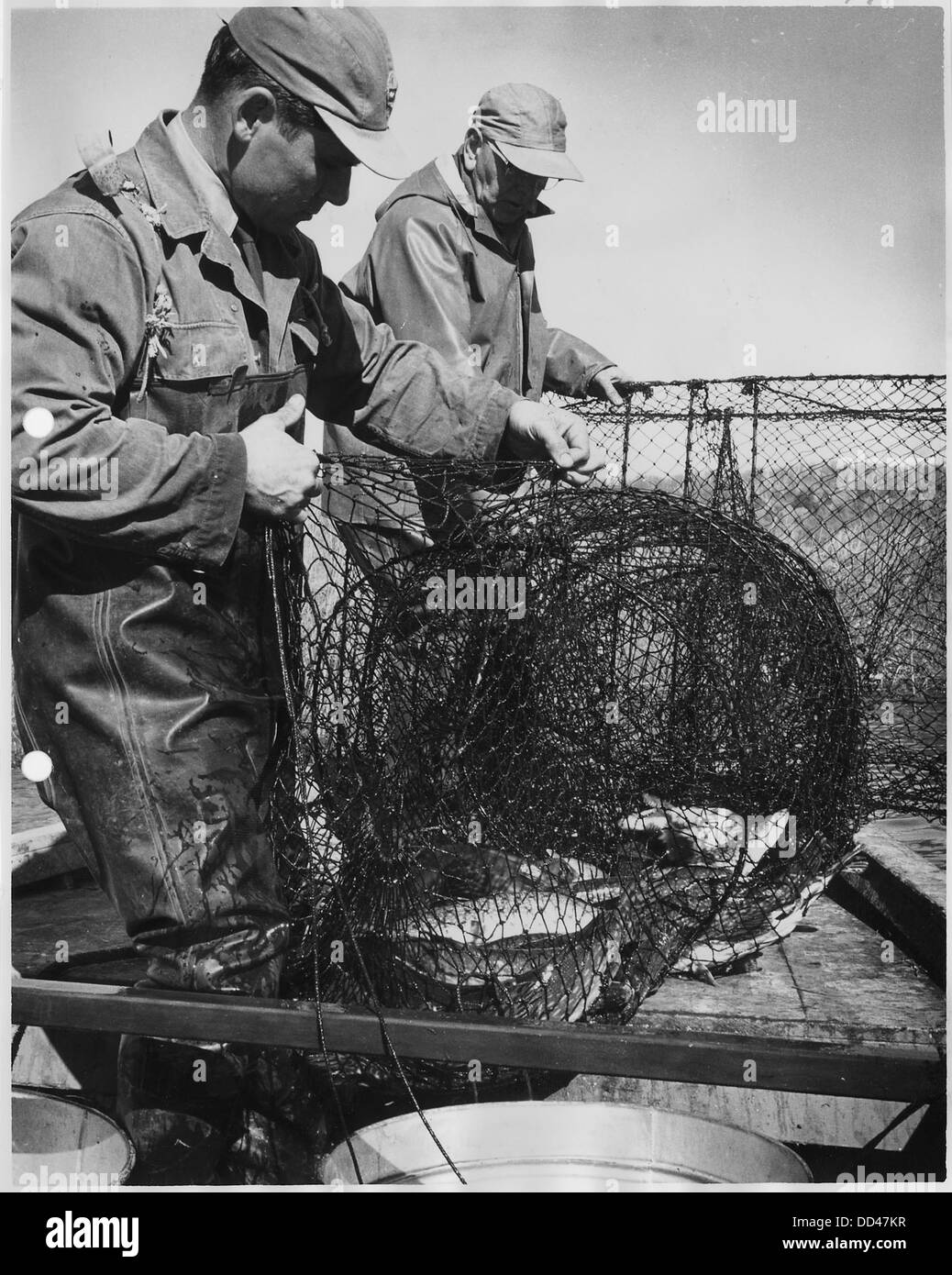 This photograph shows two men carrying a load of netted fish, likely ...
